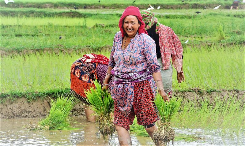 Polyandry | What is, etymology, origin, polyandric family, in animals ...