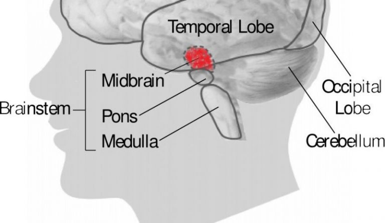 Midbrain | What is it, characteristics, location, parts, function, diseases