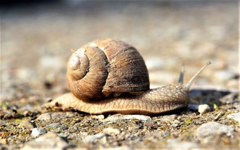 Gastropods | What are, characteristics, types, nutrition, habitat, examples