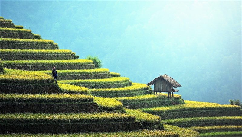 Asia | Qué es, características, economía, cultura, países, fauna, flora ...