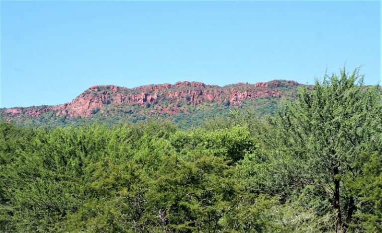 Bosque templado | Qué es, características, fauna, flora, clima, ejemplos