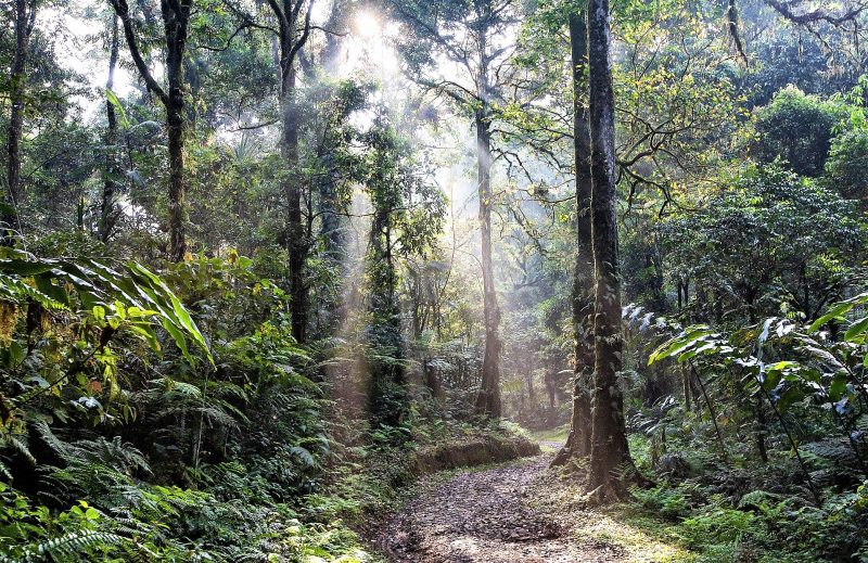 Ecosistema terrestre | Qué es, características, partes, fauna, flora, clima