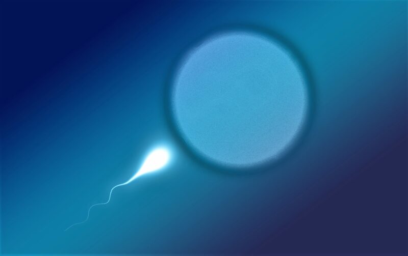 Gametos | Qué son, características, tipos, formación, función, importancia