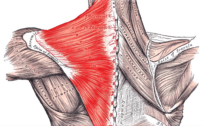 Músculo trapecio | Qué es, características, función, ubicación, inserciones