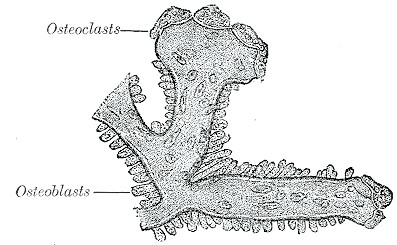 Osteoblastos | Qué son, características, formación, ubicación, función